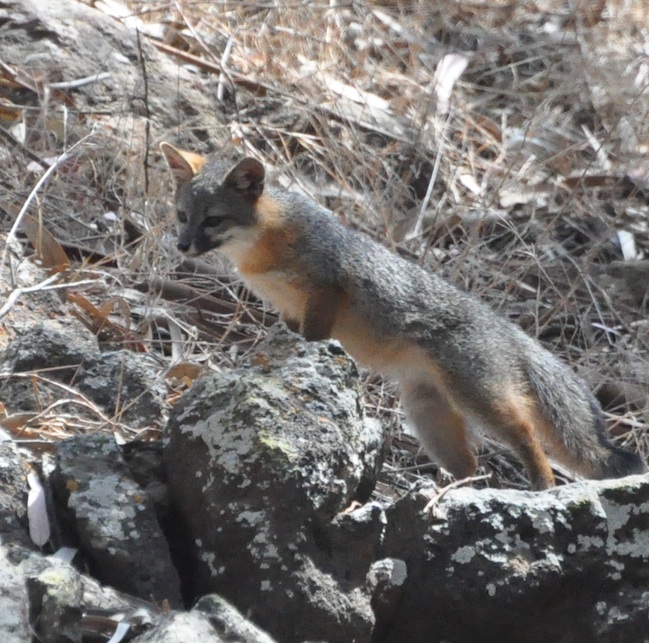 Friends of the Island Fox