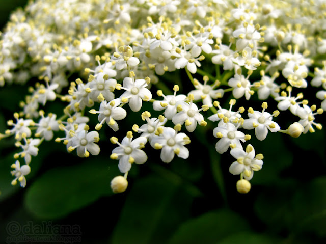 Photographis: June 2011