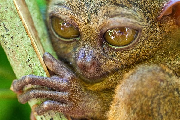 Mi Lindo Planeta Tierra: Tarsero Filipino