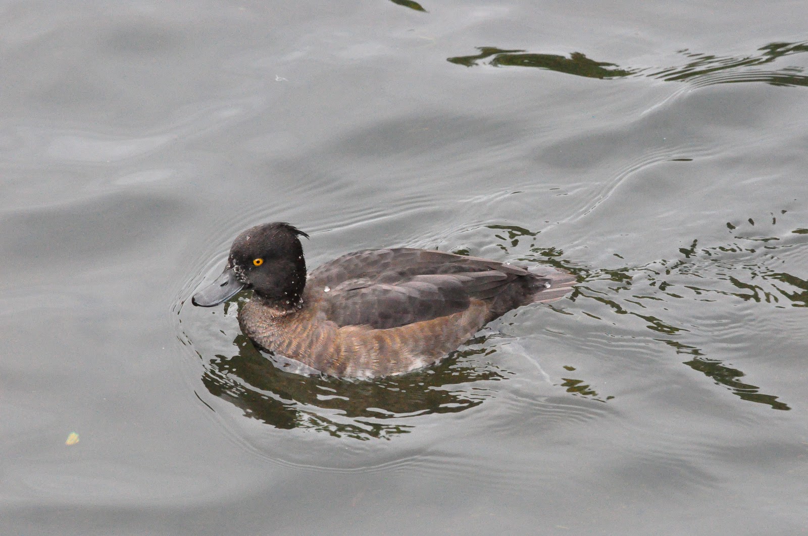 Hasyudeen: The Many Birds of London