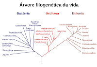 Blog de Biologia EJA: Árvores filogenéticas