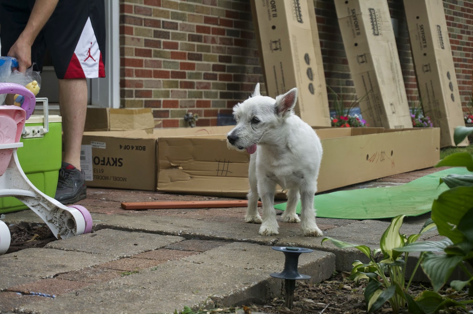 A Daily Dose Of Milo. (And Dexter Too!)