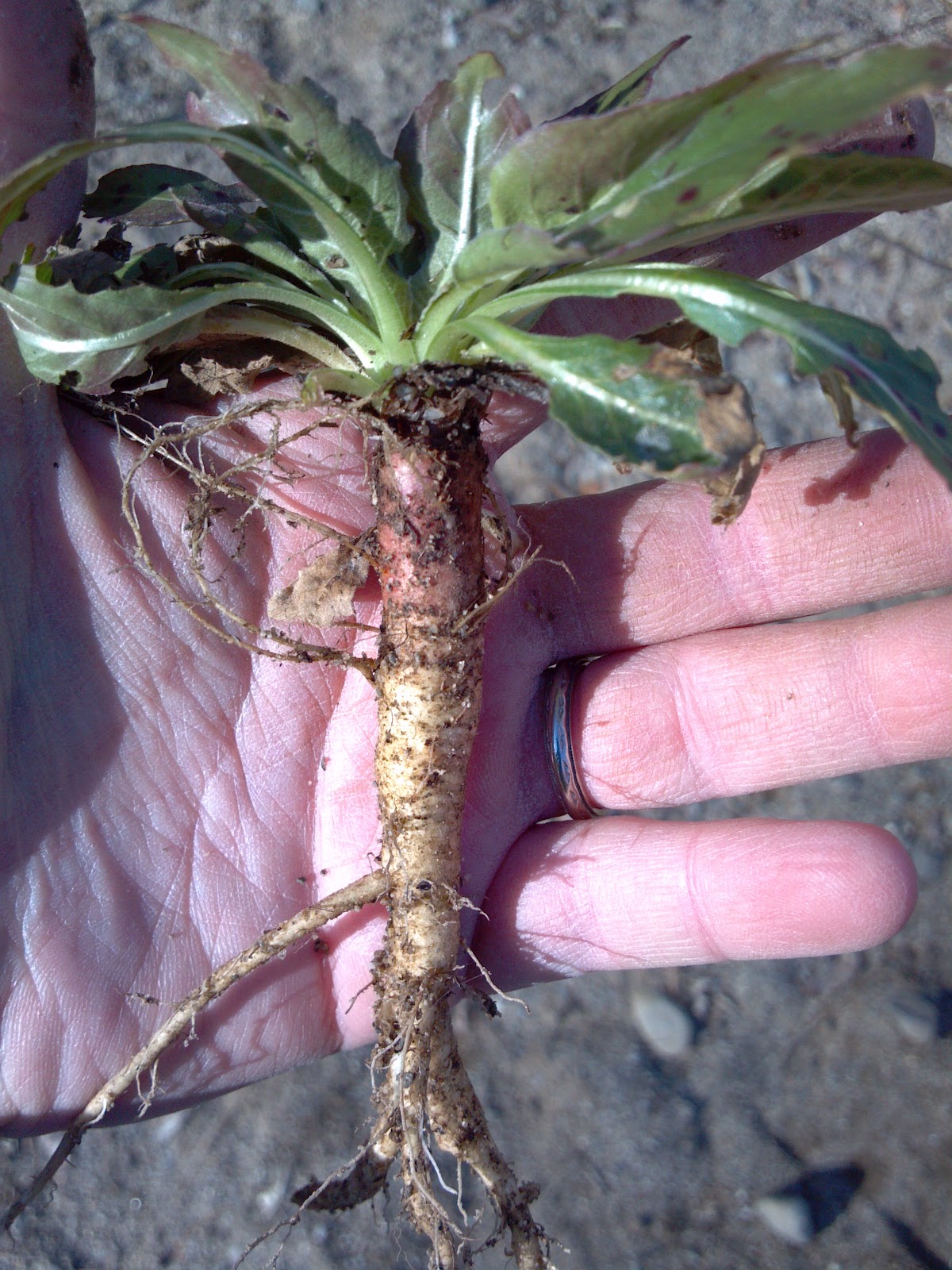 Just a Mom Outside: Now Growing in a Parking Lot Near You