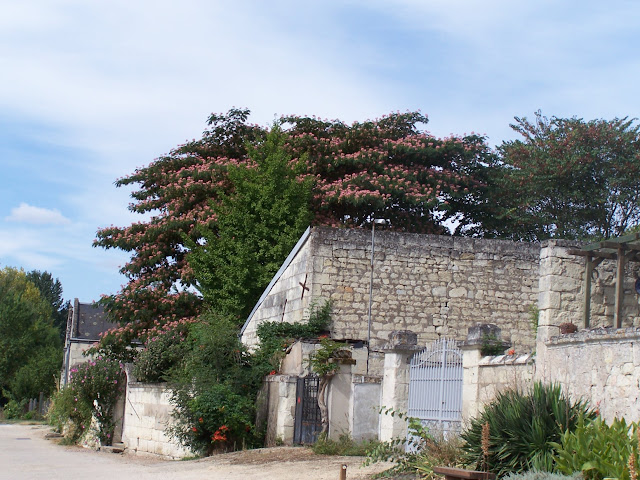 NOSTALGIE DES BORDS DE LOIRE: CANDES-ST- MARTIN et CHOUZE-SUR-LOIRE