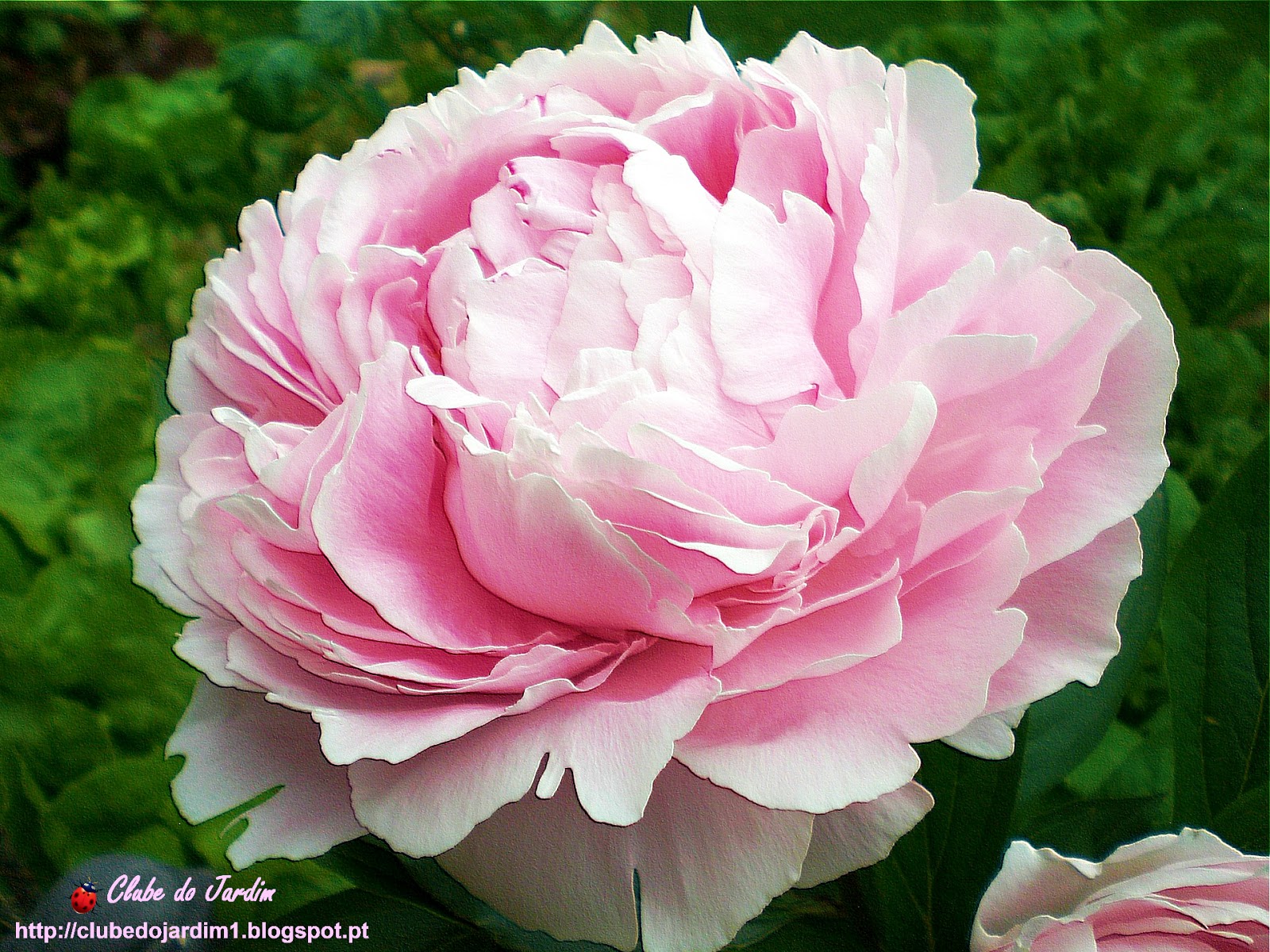 Peónia - A Flor do Oriente - Clube do Jardim