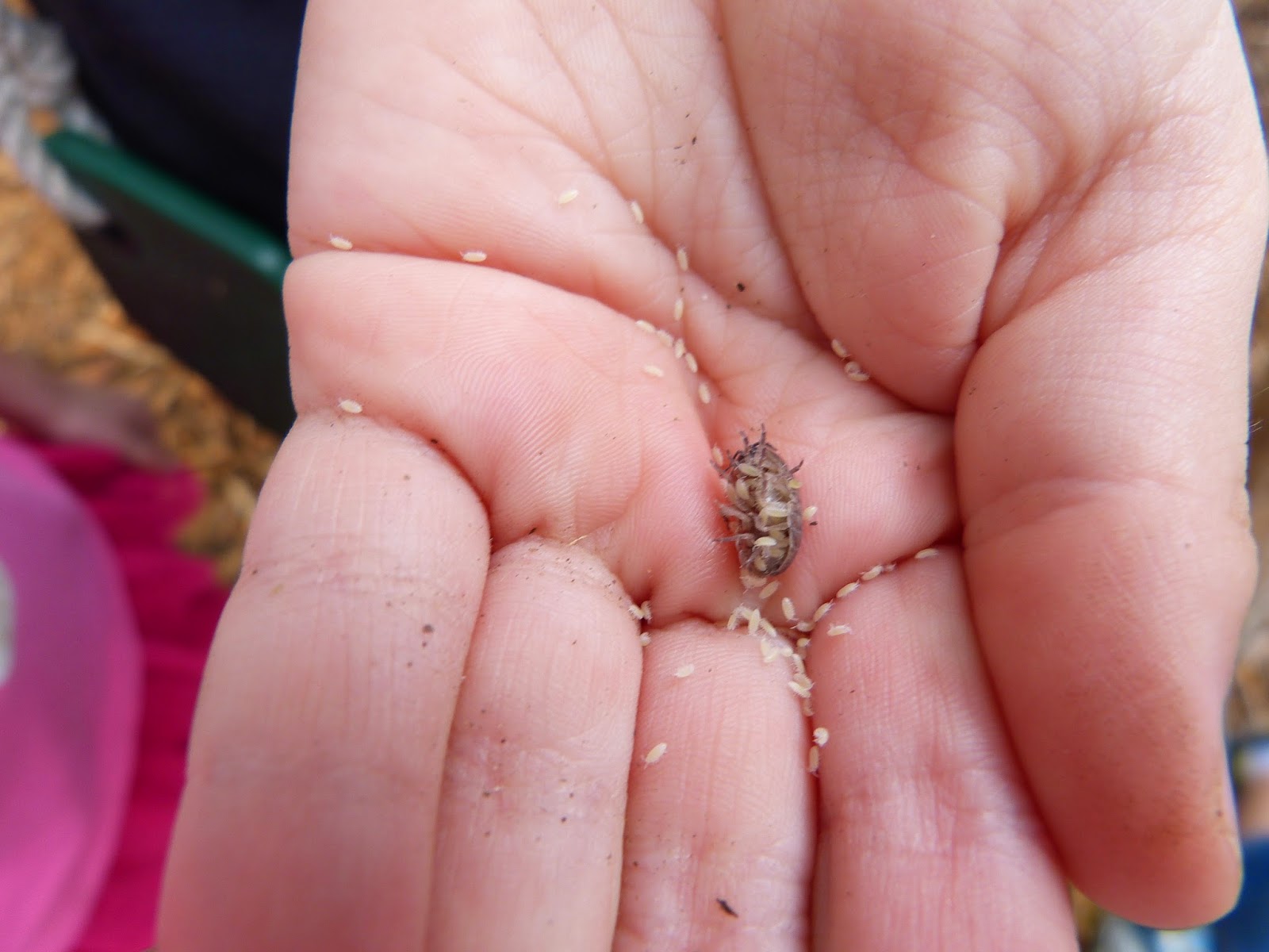 Paula's Primary Classroom: Being with children