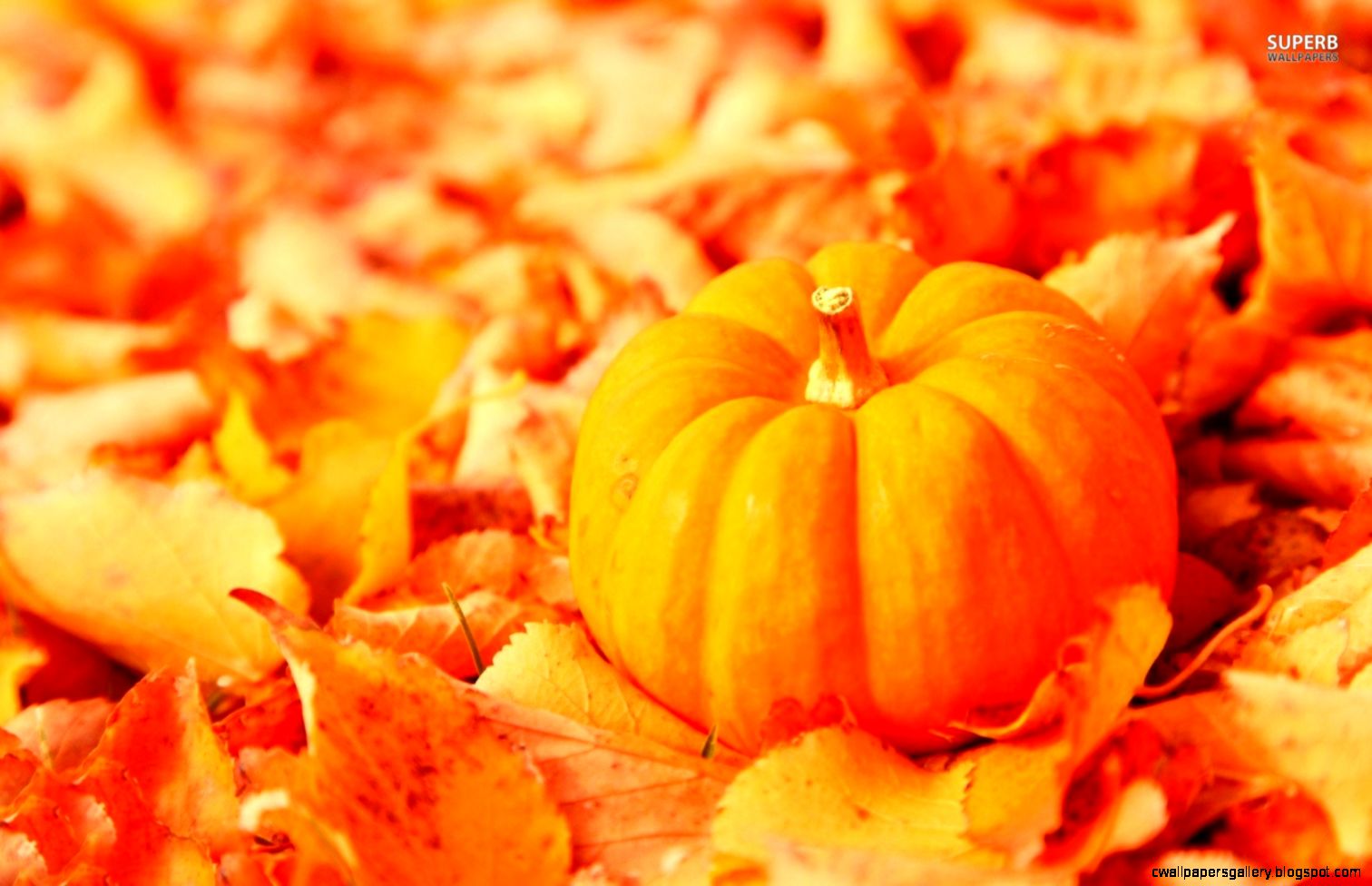 Fall Leaves And Pumpkin Wallpaper | Wallpapers Gallery