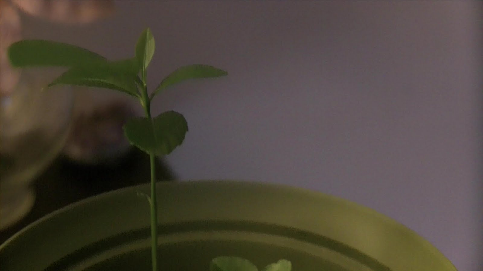 How to Grow Lemon Trees from Seed