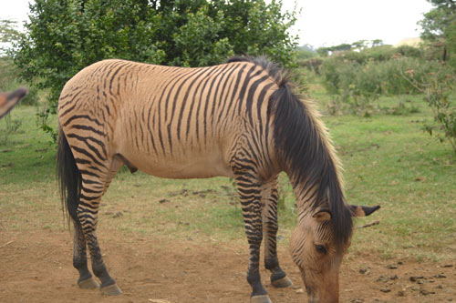 Zebroide, um hibrido da zebra ~ Animal News