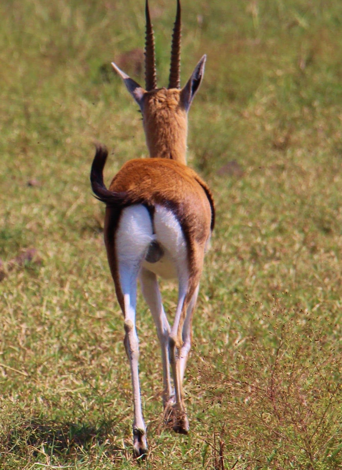 Notes From Kenya: MSU Hyena Research: Mara’s Cutest Tuckus