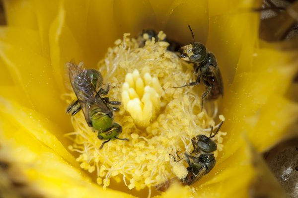 foto y natura: Abejas mexicanas