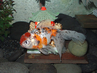 Species of Golden fish | Freshwater, Salt Water Aquarium Fish Tips