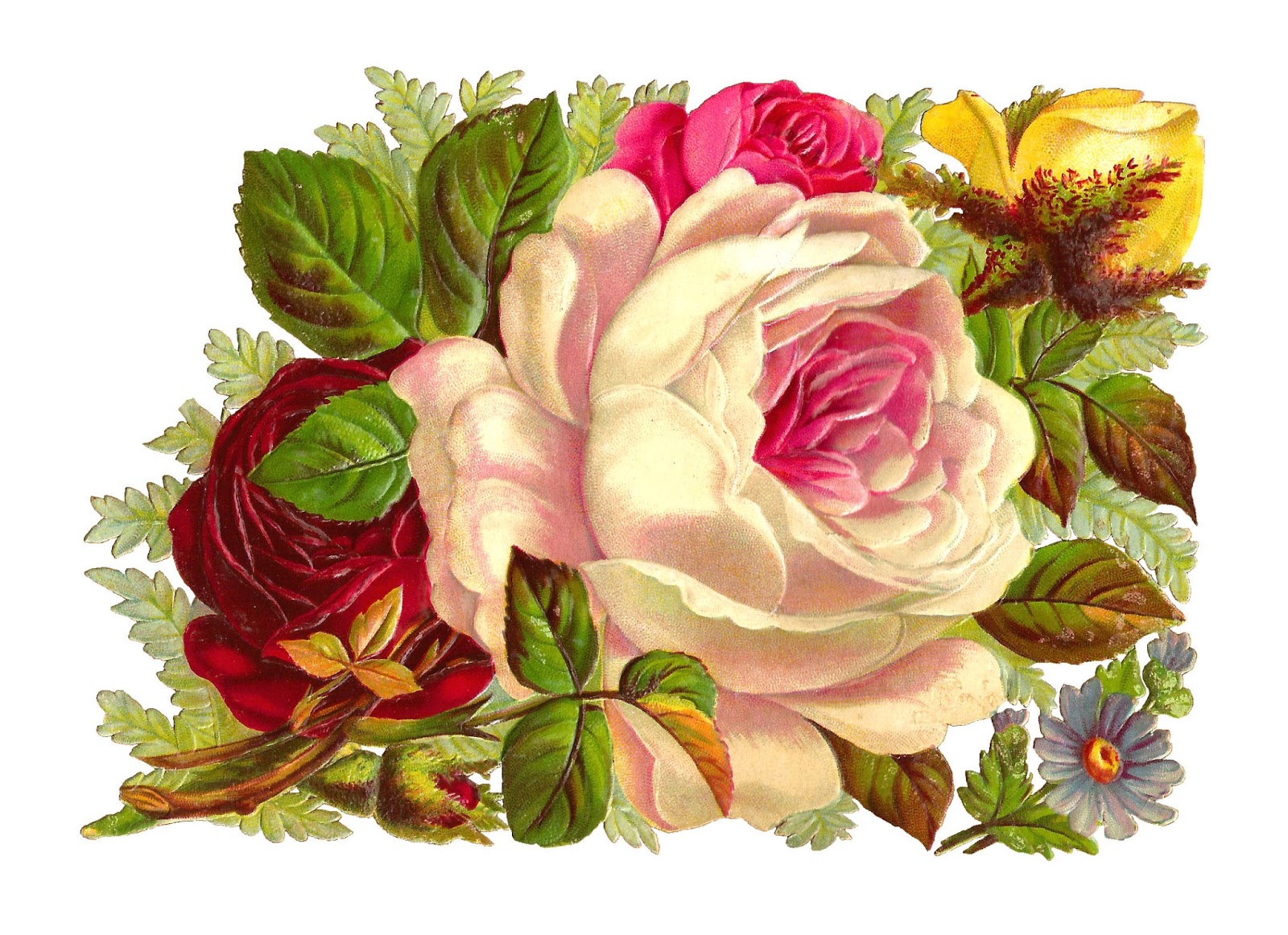 Antique Images: Free Pink Rose Image: Antique, Digital Scrap of Roses