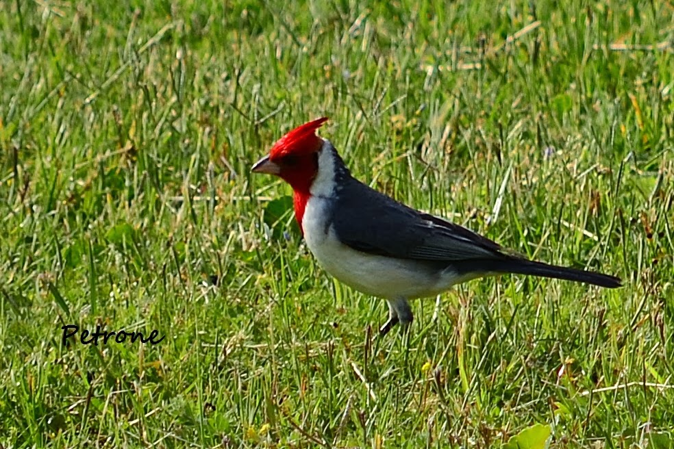 Aves de La Floresta: Cardenal rojo