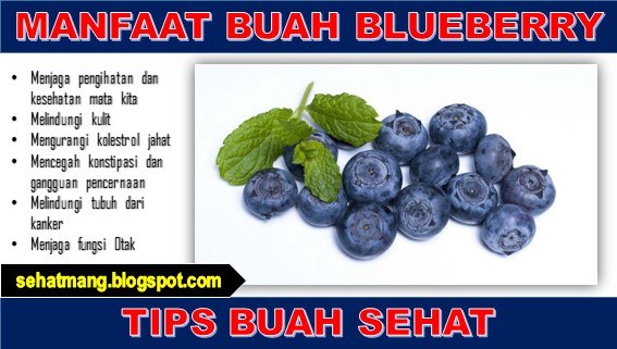 Manfaat Buah Blueberry Bagi Tubuh Manusia - SehatMang