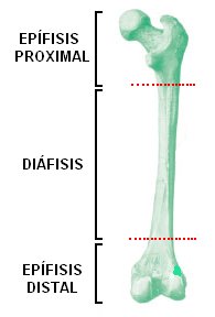 Ergonomía Industrial.: Sistema Óseo