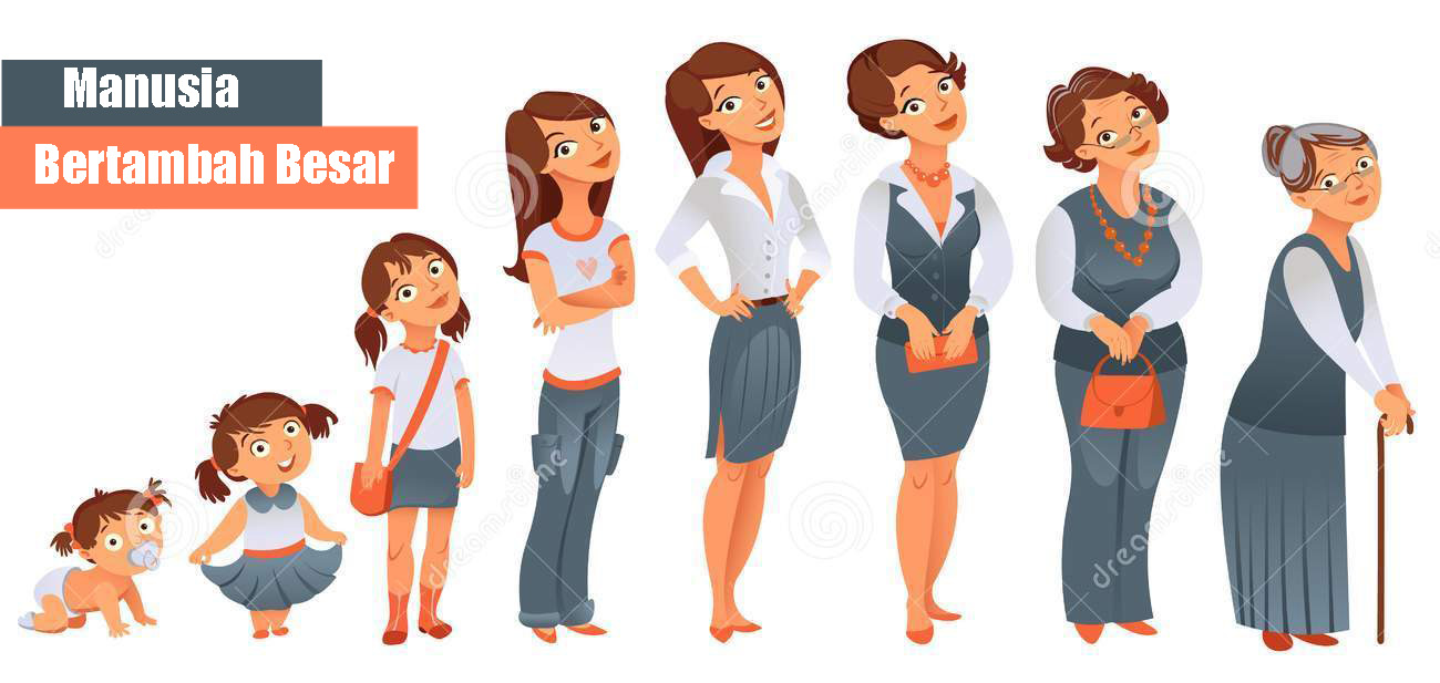 Gambar Siklus Kehidupan Manusia Gambar Siklus Kehidupan Manusia