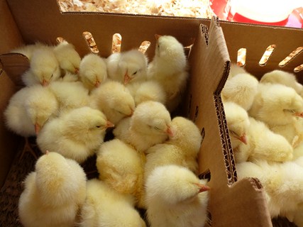 Homestead Hill Farm: The Week of the Broiler