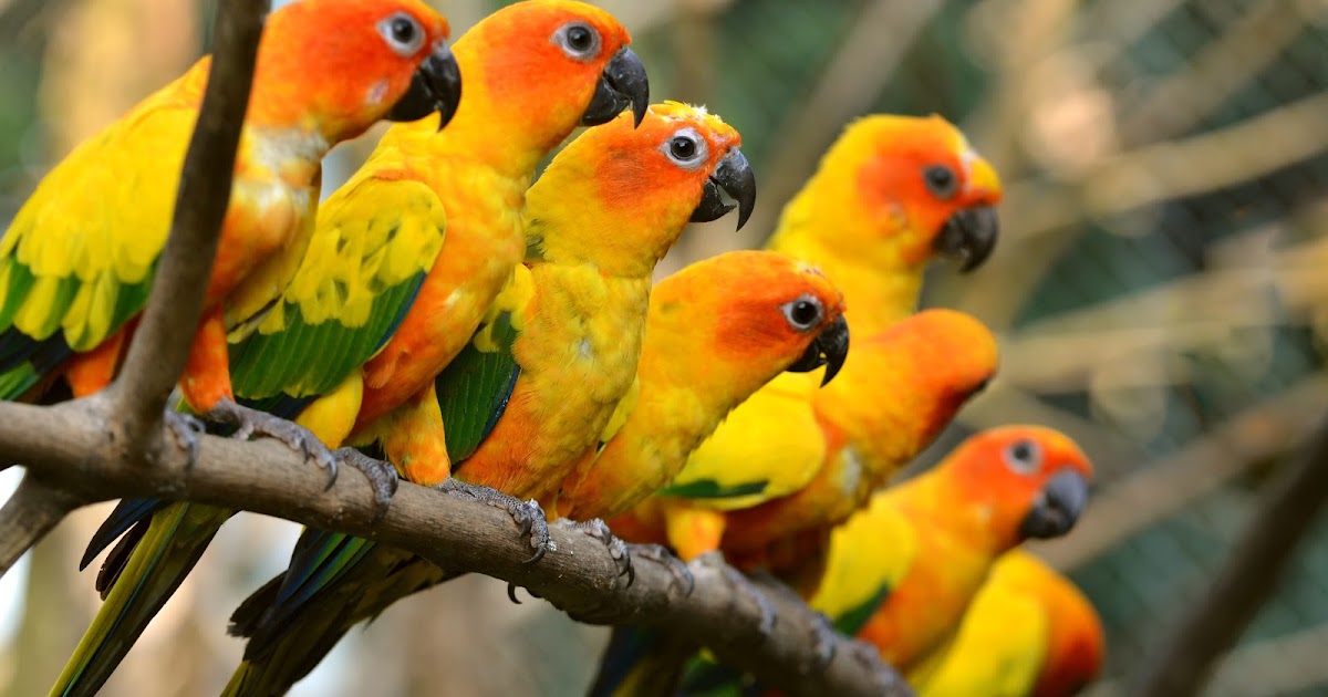 Los loros, en grave peligro extinción