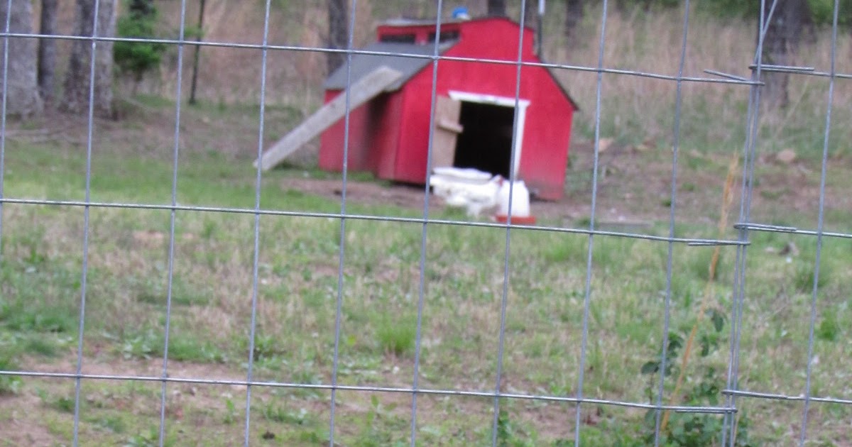 Hickory Haven's Family Farm: Our Flock Up and Growing.