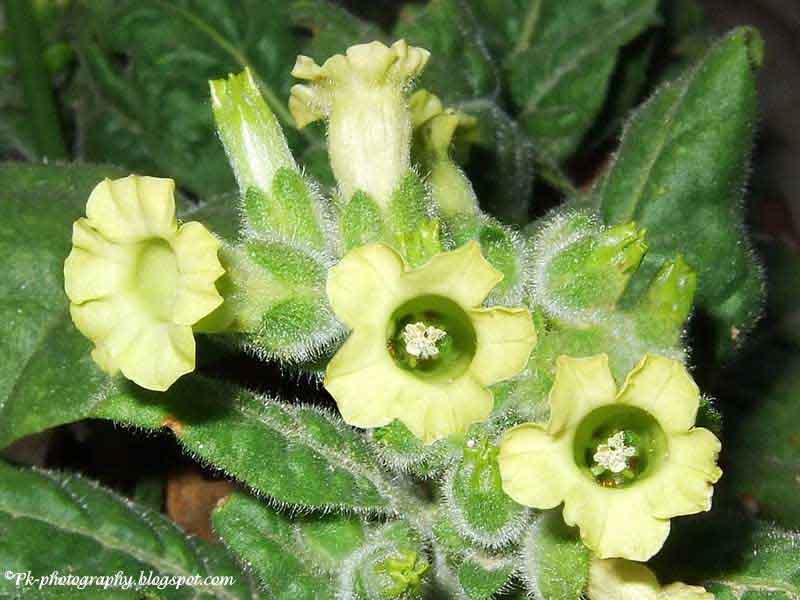 Nicotiana rustica-Wild Tobacco | Nature, Cultural, and Travel ...