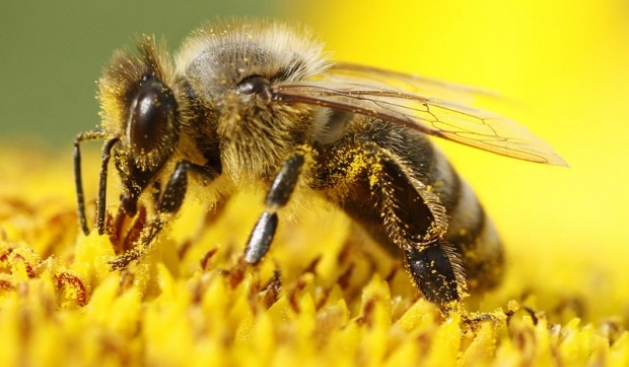 Bleta, Struktura Anatomike dhe Socialë Bletët - Shqipëria Express