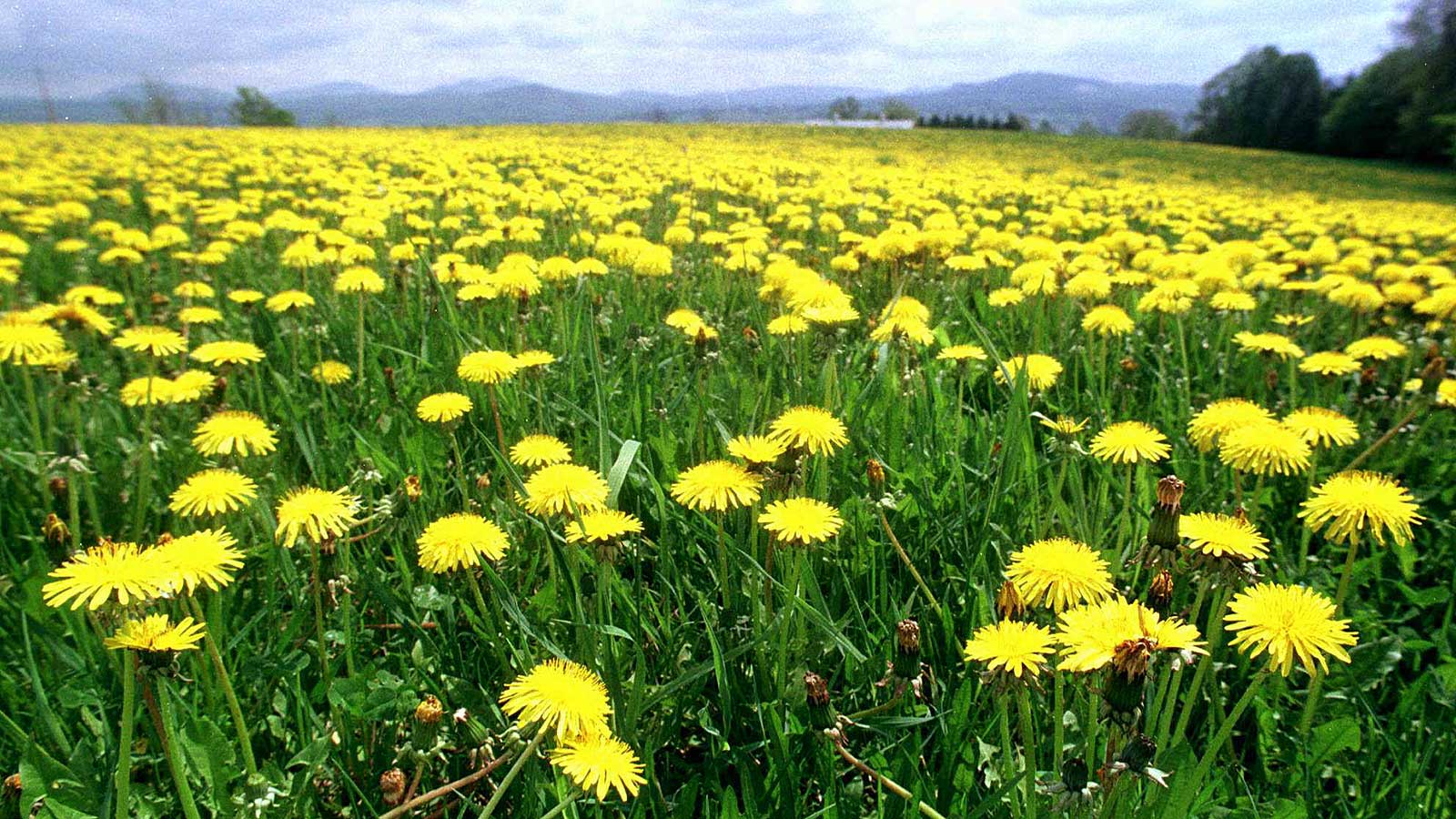 Springfield Vermont News: FREE DANDELIONS at Vermont State Parks!