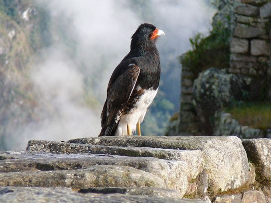 PAQOCHEROQ RIMAYNIN: TAWANTINSUYU: La Mascapaicha o la Corona del Inca