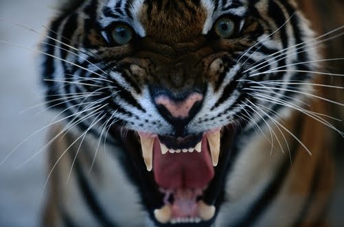 El Rincón de un Malagueño: MICHAEL "NICK" NICHOLS -1952, fotoperiodista ...