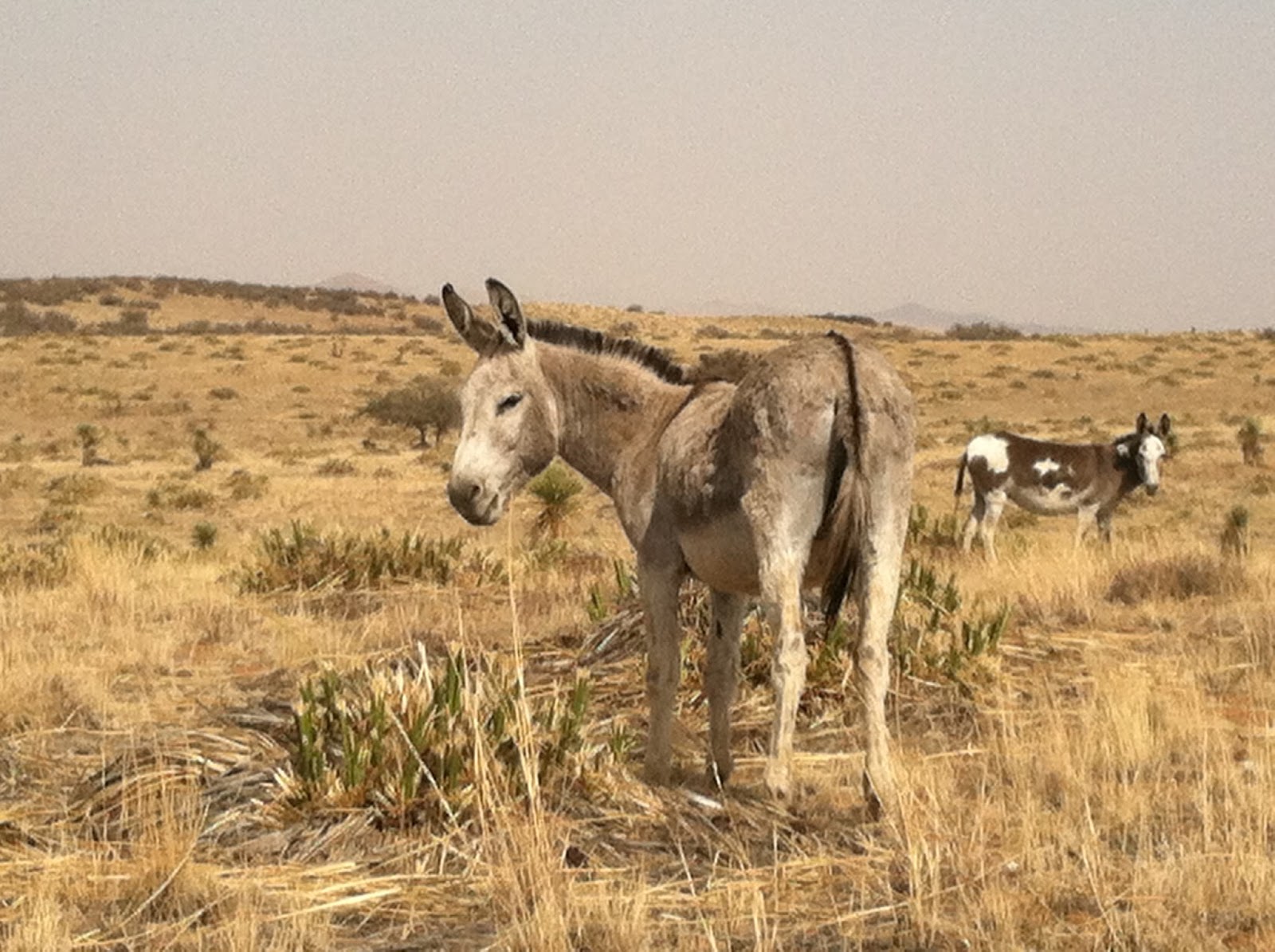 desert rat of Morgan: Jeremiah's Turning #1: Rude Wild Donkey Metaphors