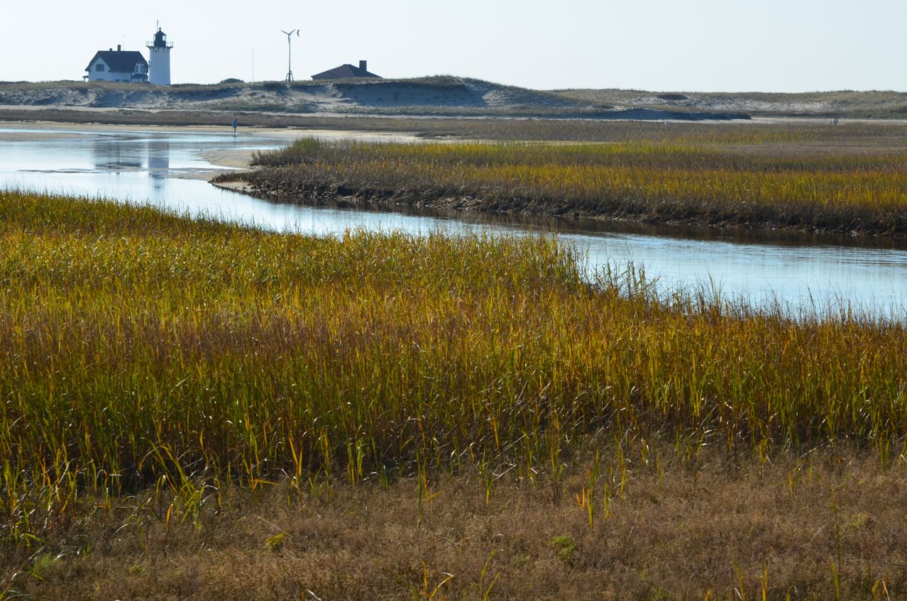 Flower Hill Farm: Glimpses From The Edge - A Wildlife Sanctuary - Cape ...