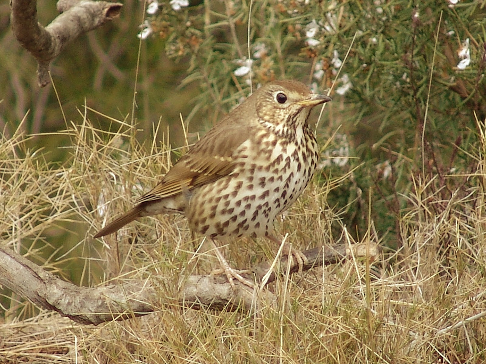 Pasión por las aves: Zorzal común.(Turdus philomelos)