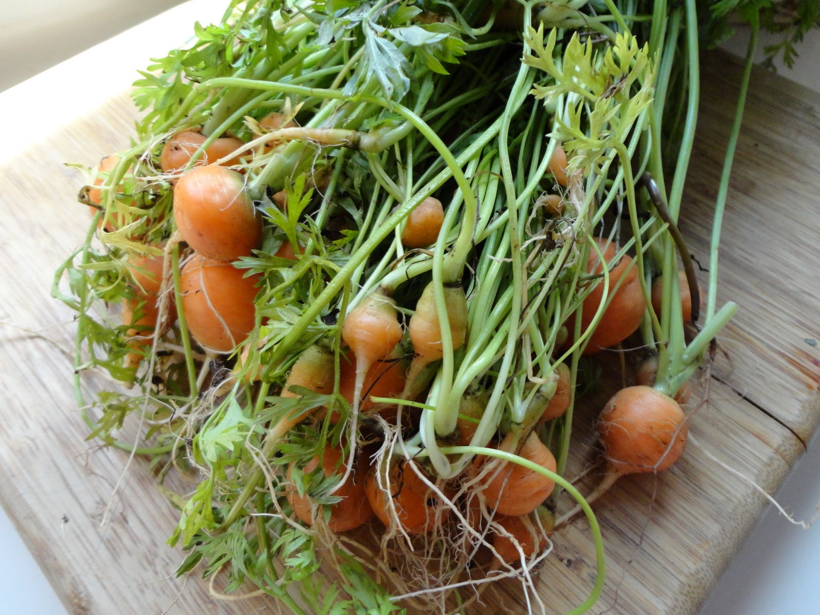 Home Grown, Homemade: Tiny Carrots!