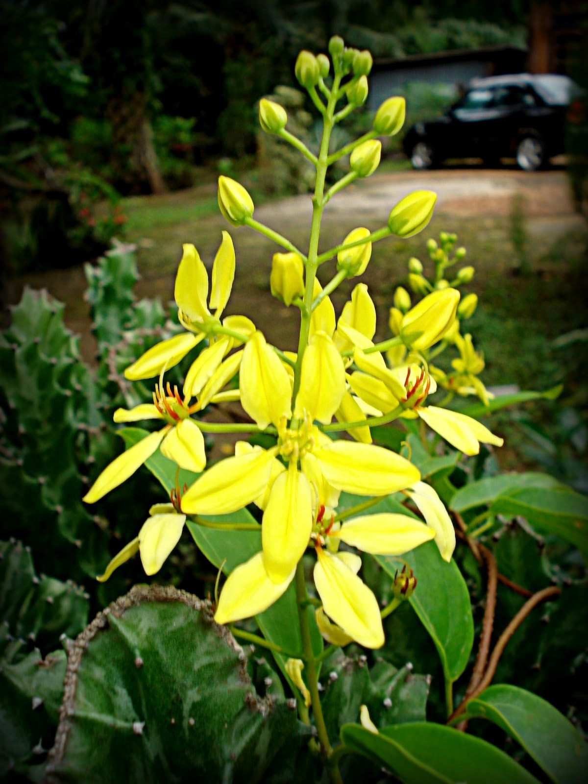 Bunga Desa Pelbagai Warna & Rupa - Relaks Minda