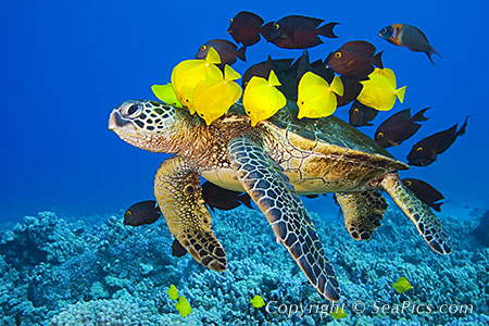 Cal Poly BIO 502: Living Life at Sea: Diving Physiology in Marine Turtles