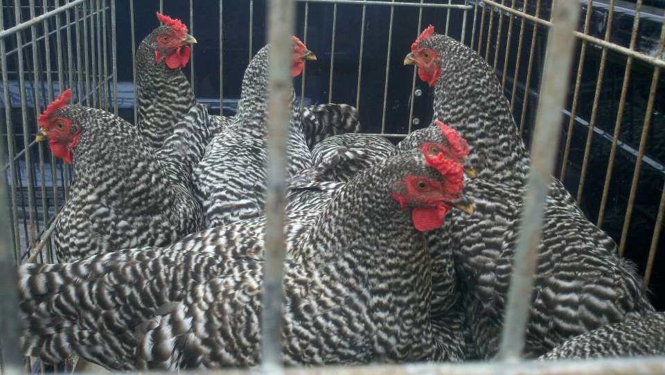 A Couple of Farmers At Maple Lawn Farm: Dominique Chickens