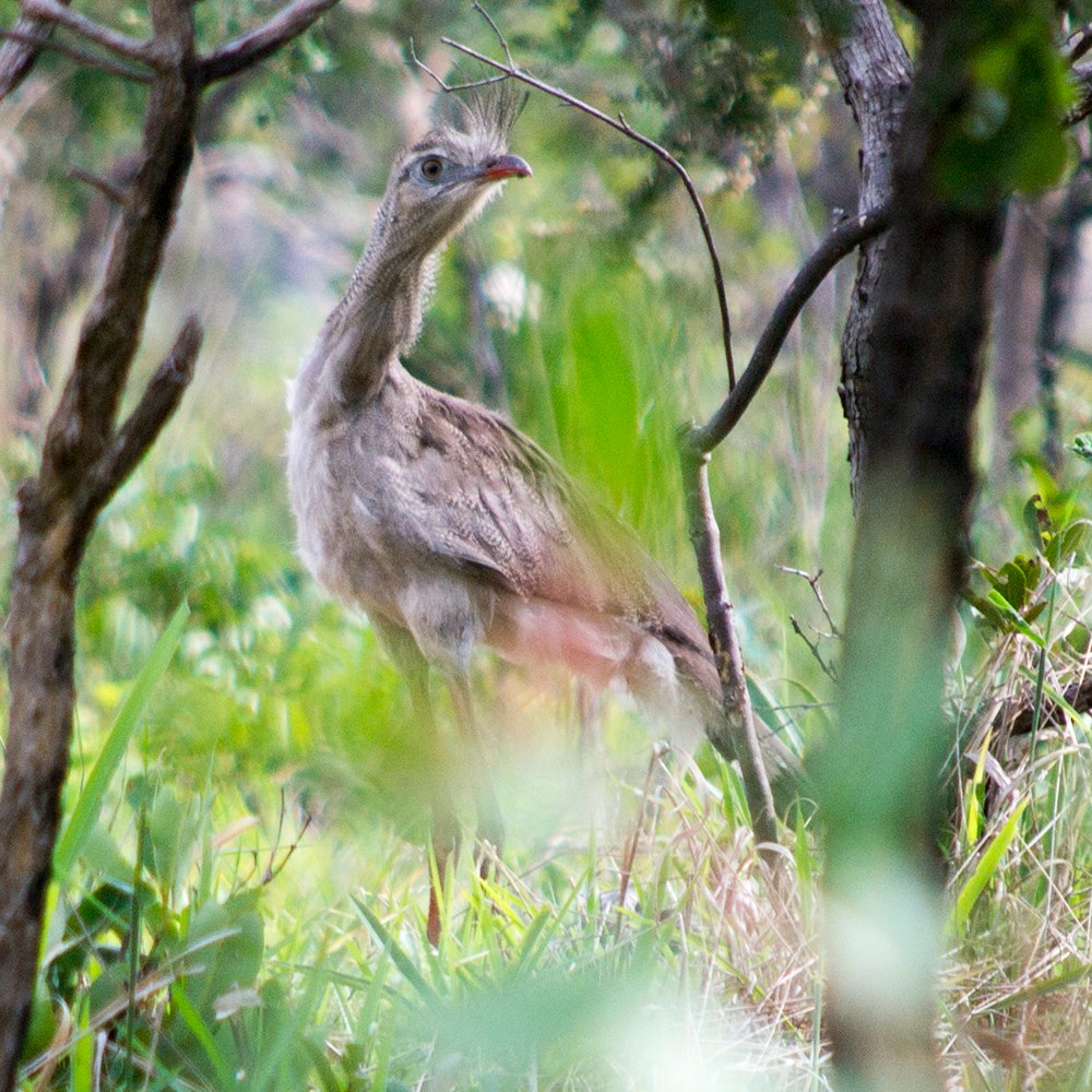Criações Divinas: Seriema do serrado que encanta com seu canto.