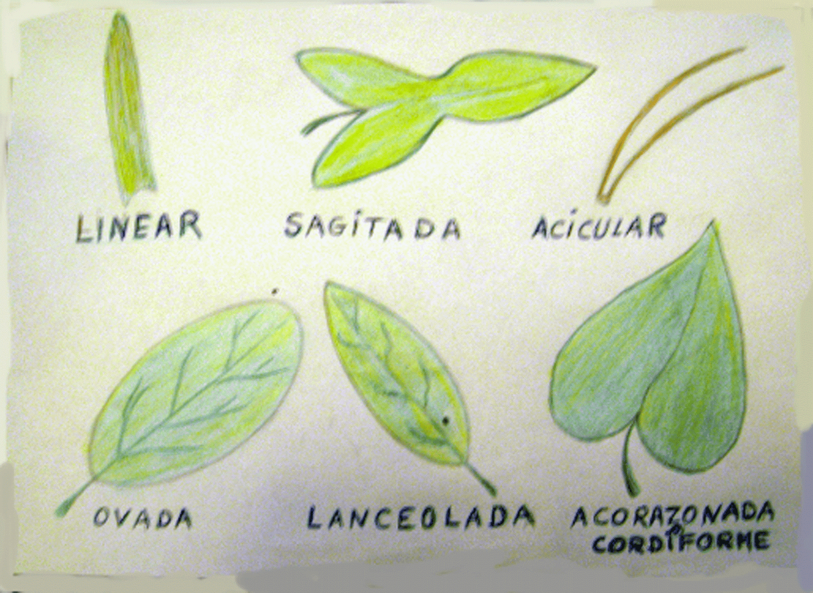 Un tema, mil preguntas.: Espermatófitos.