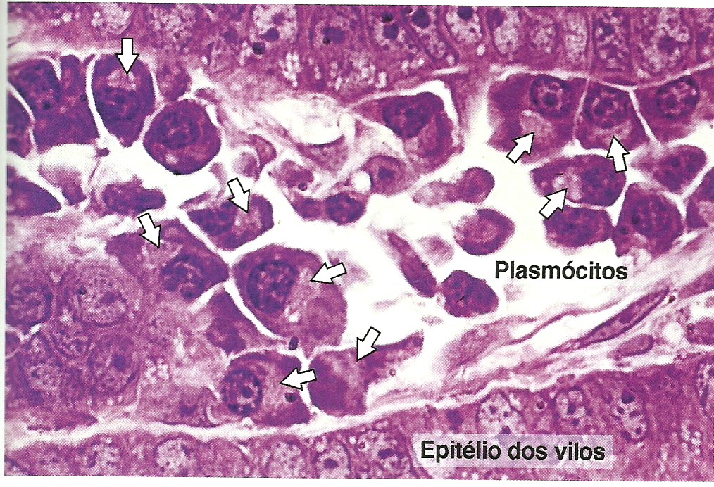 Histologia: Tecido Conjuntivo