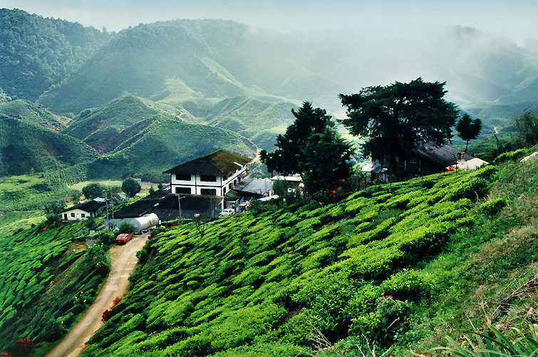 Traveler Guide: Cameron Highlands