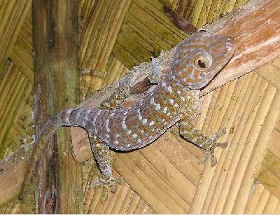 PiNaysaAmerika: Tuko and Facebook Friends