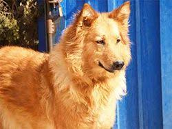 GARAFIA SHEPHERD DOG