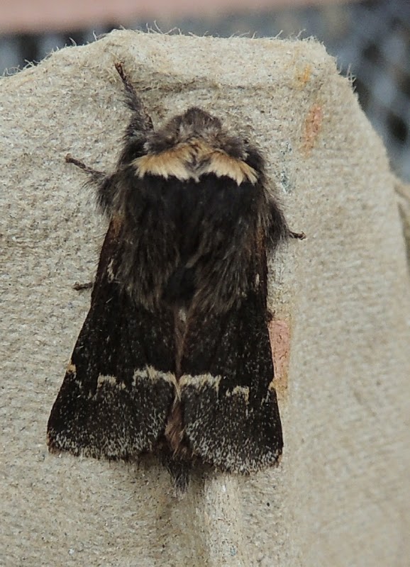 Ceredigion Moths: December Moth