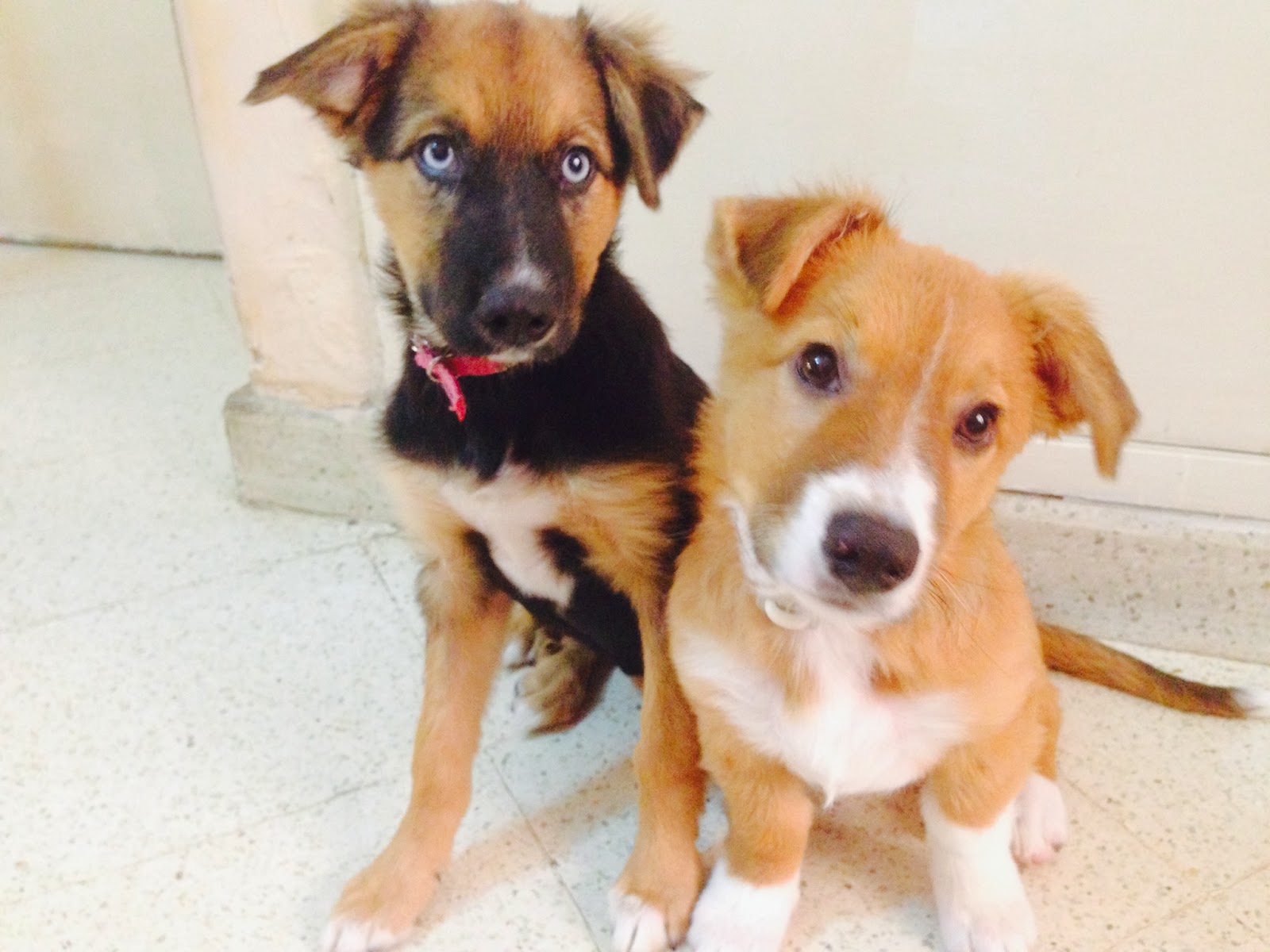 NUNCAJAMAS COCKER: LAS RAZAS DE PERRO MÁS COMUNES EN ESPAÑA