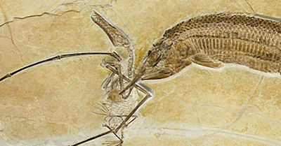 The Presurfer: Ancient Armored Fish Downs Flying Reptile
