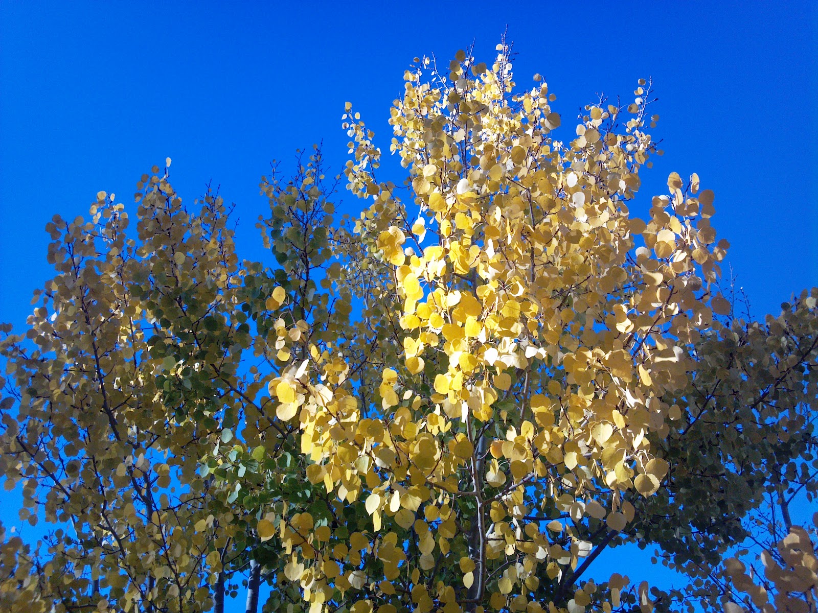 San Isabel Fall 2012 Photo Tour (Aspen, Colorado City: homes, live ...