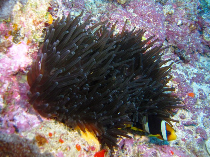 Cybercaptain: Diving Black coral reef