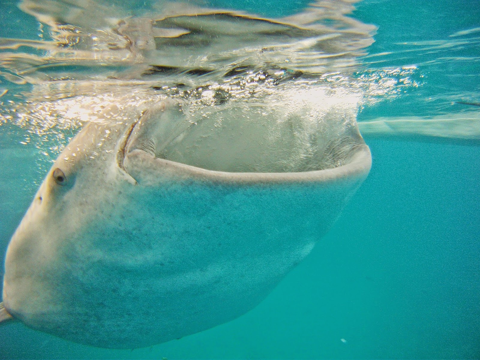 cOyxXx: Meek Giants Under the Sea: Whale Shark Encounter in Oslob, Cebu