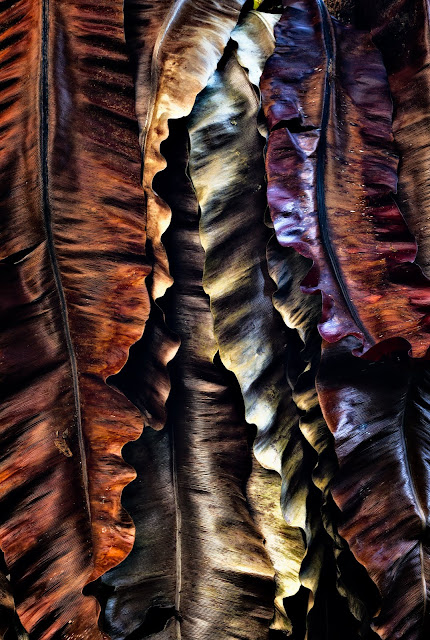 Lighthaus Camera: “Images of East Hawaii”