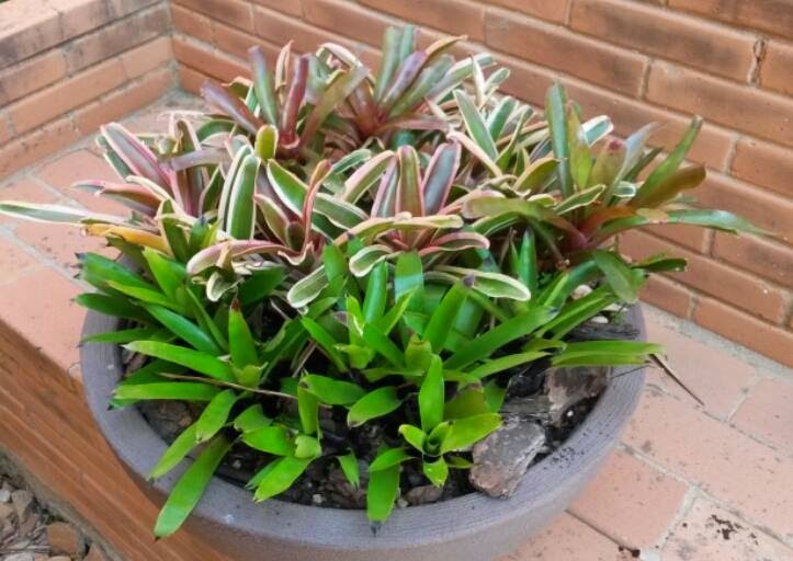 Lord Flores: MINI BROMÉLIAS